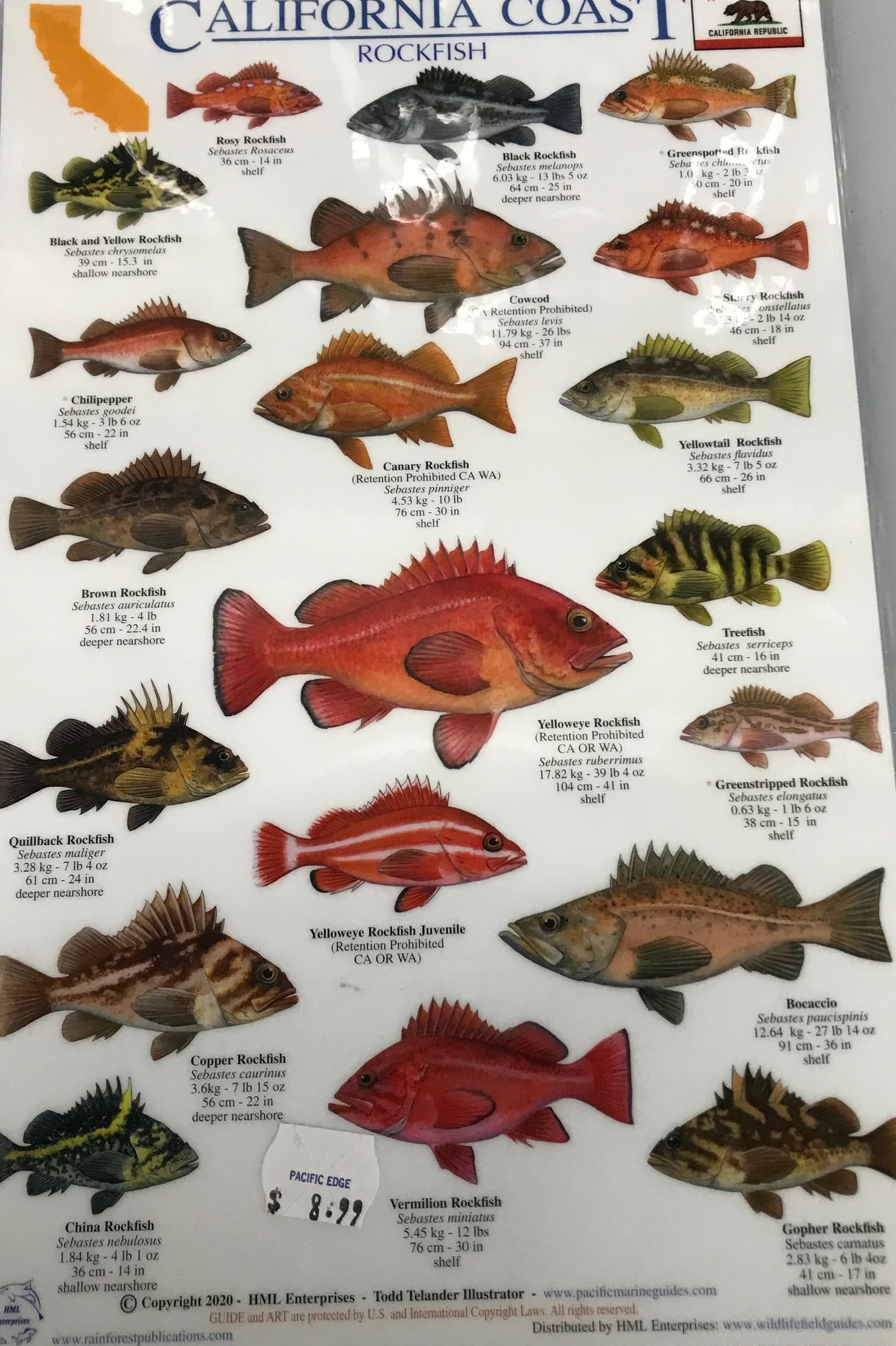 Rockfish San Clemente Island